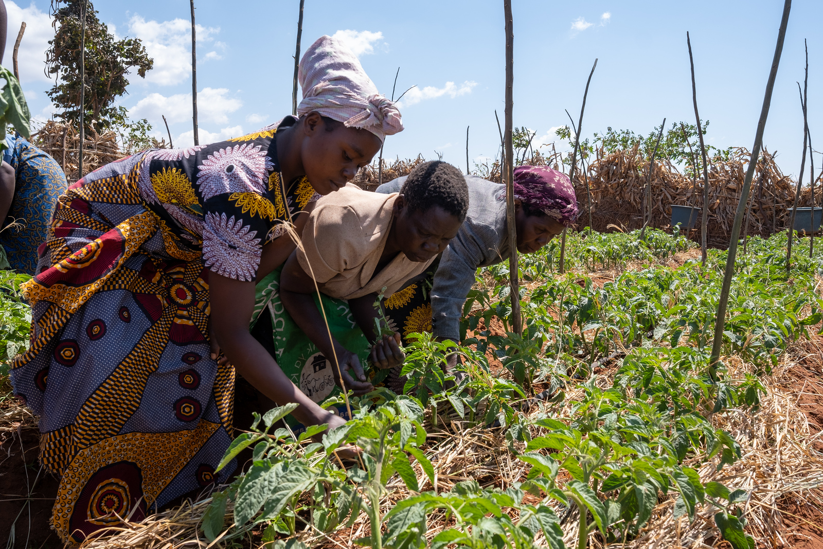 About Malawi Digital Plant Health Service (MaDiPHS) – MaDiPHS.org